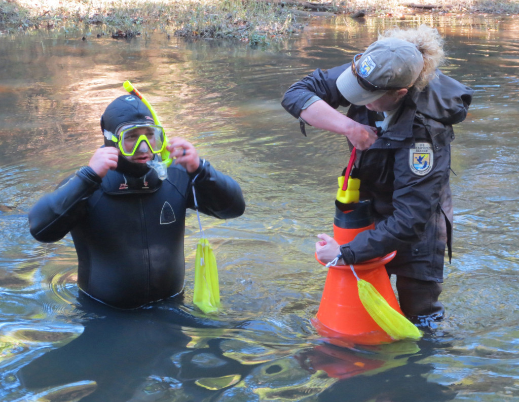 Endangered Mussels Released in Fishing Creek | Tar River Land Conservancy