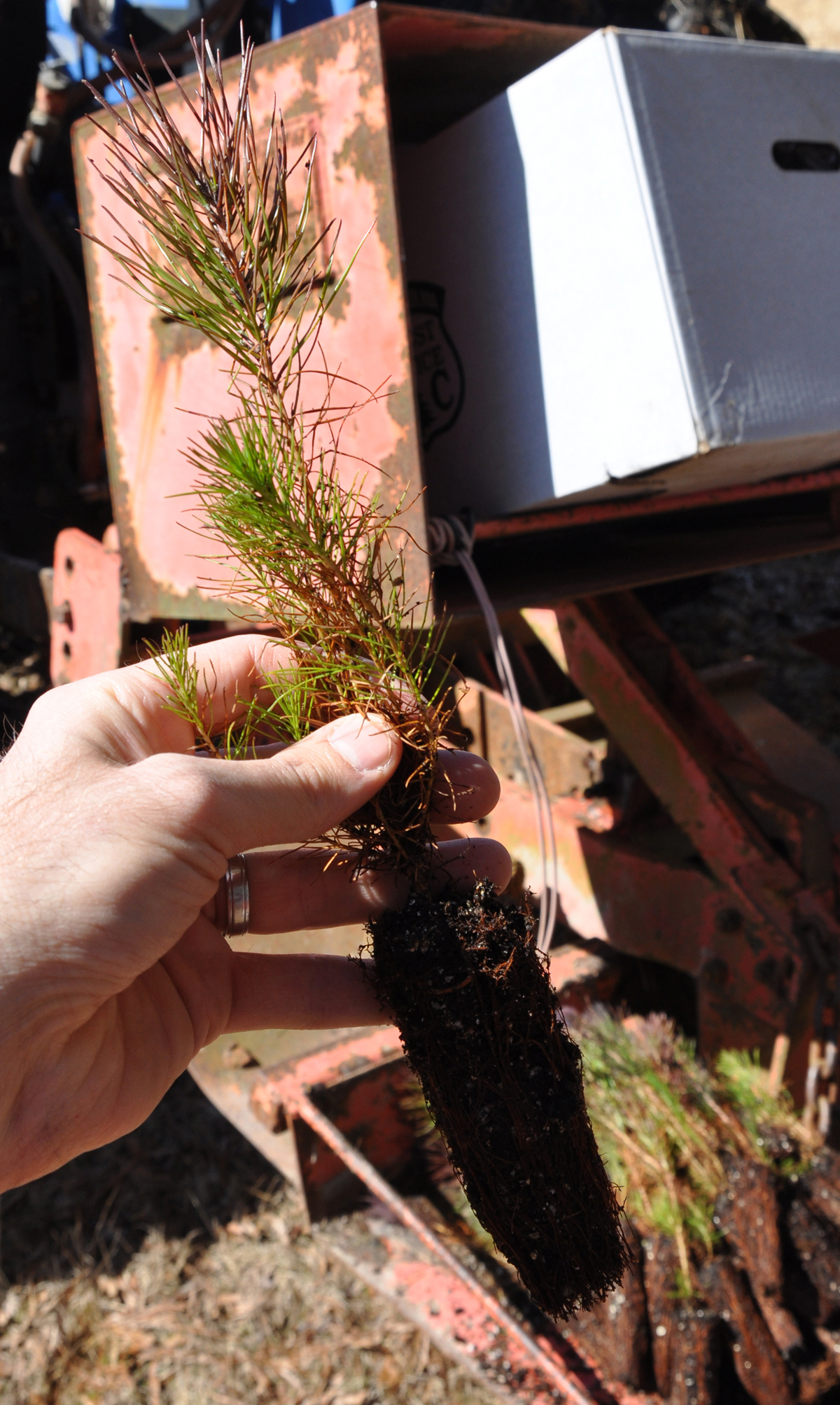 Shortleaf Pines Planted on Conservation Property | Tar River Land ...